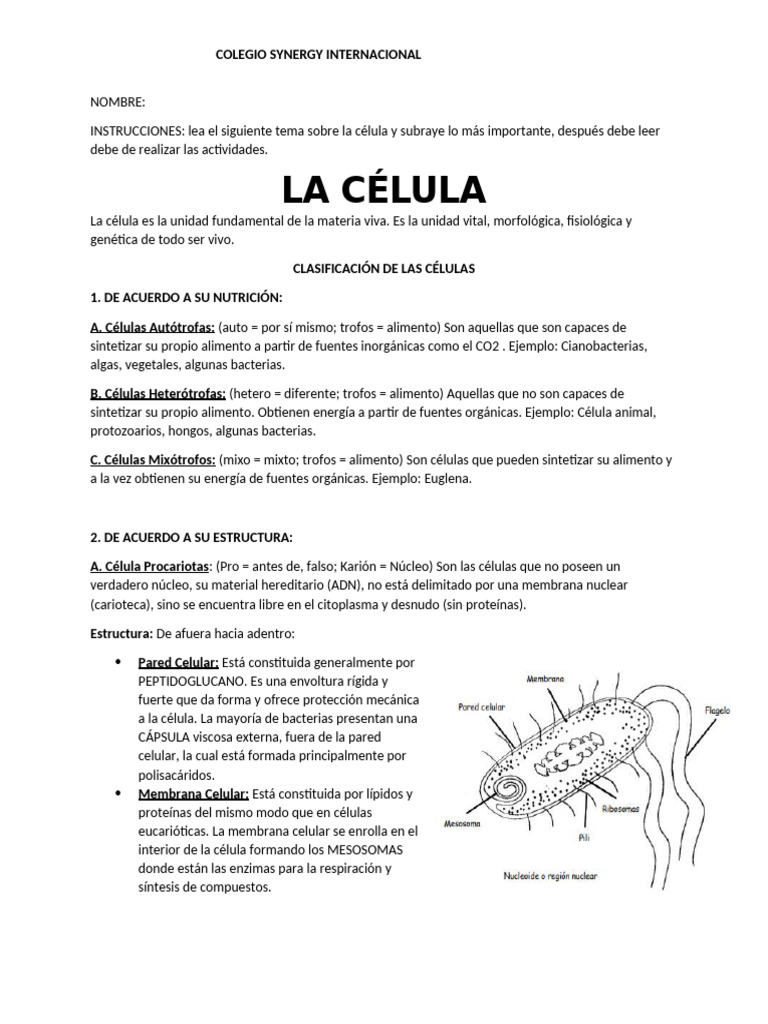 Hoja de Trabajo Celula | PDF | Biología Celular) | Citoplasma