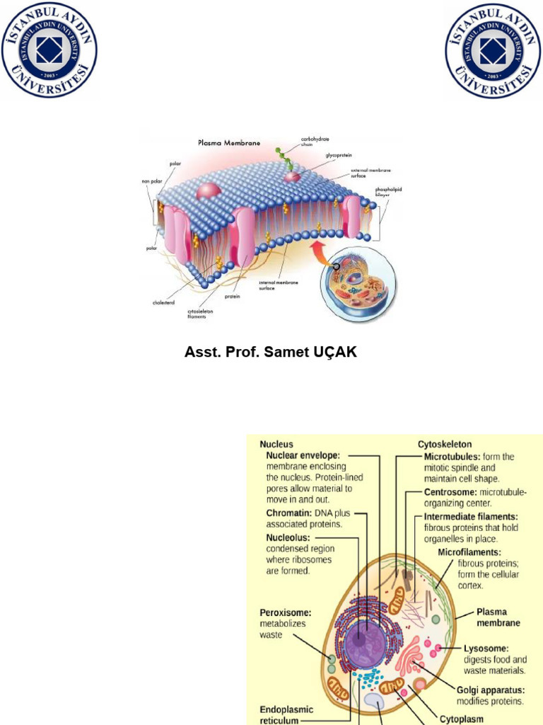 4 5 Structure and Function of Cellular Membranes 2023 2024 | PDF | Cell ...