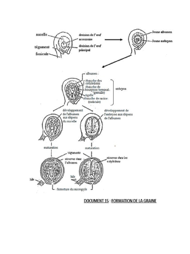 Support TD Formation de La Graine | PDF