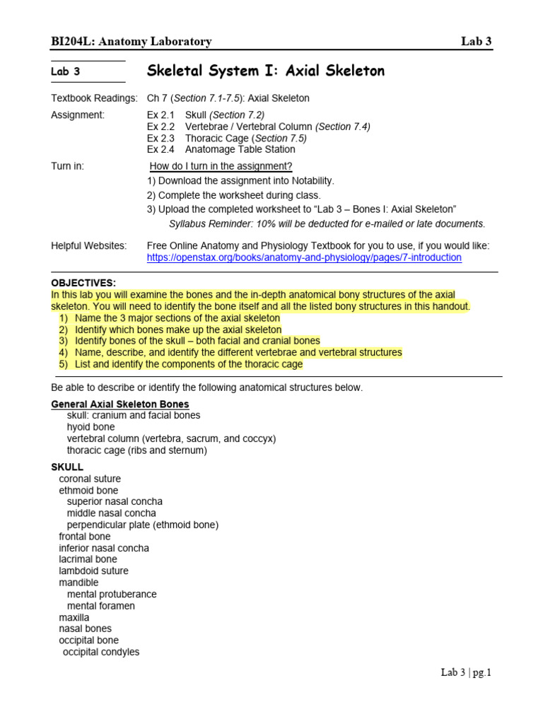 Axial Skeleton Lab: Bones Identification | PDF | Vertebra | Skull