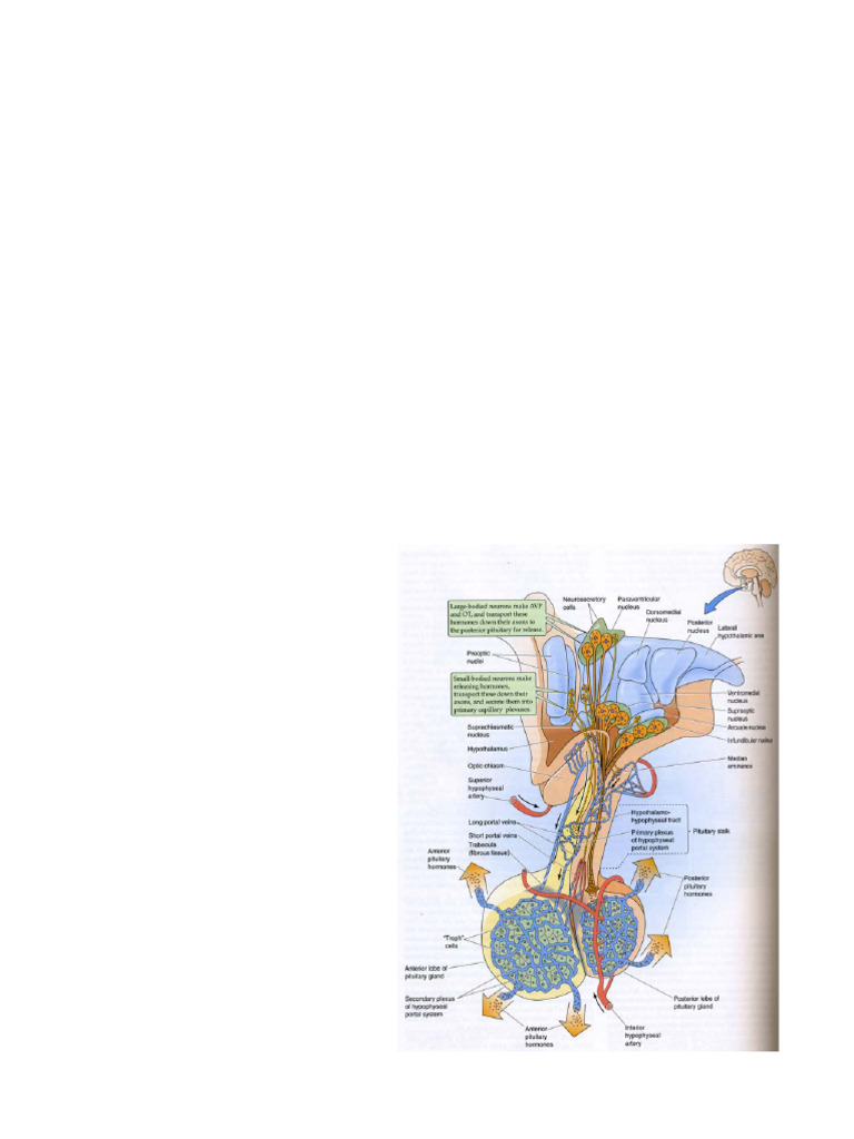 Meininger Hypothal Pituitary | PDF | Luteinizing Hormone | Pituitary Gland