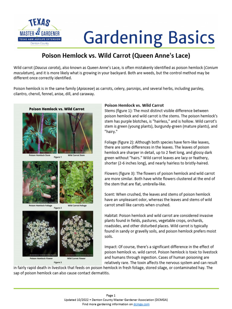 Distinguishing Poison Hemlock from Wild Carrot | PDF | Carrot | Plants