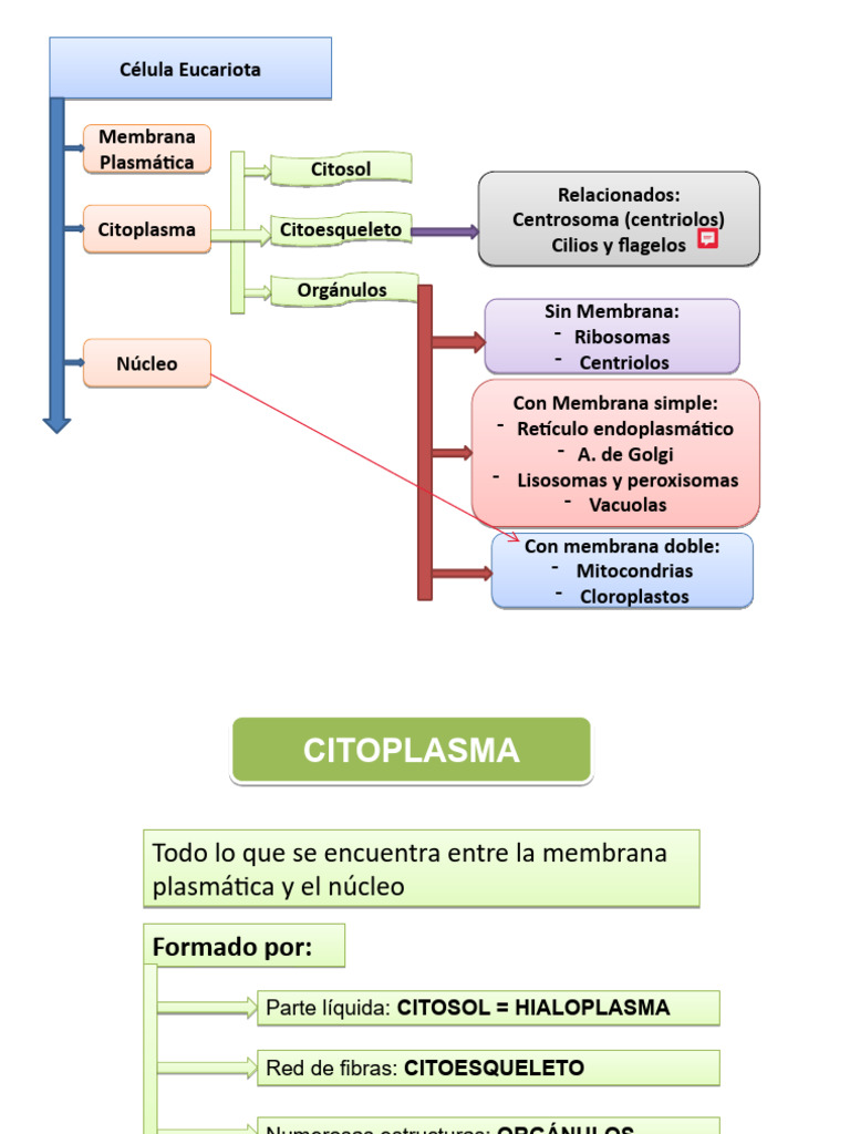 Pres2_cel | PDF | Citoplasma | Citosol