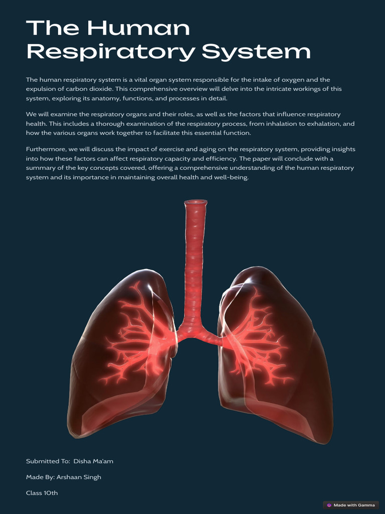 The Human Respiratory System | PDF | Respiratory Tract | Lung