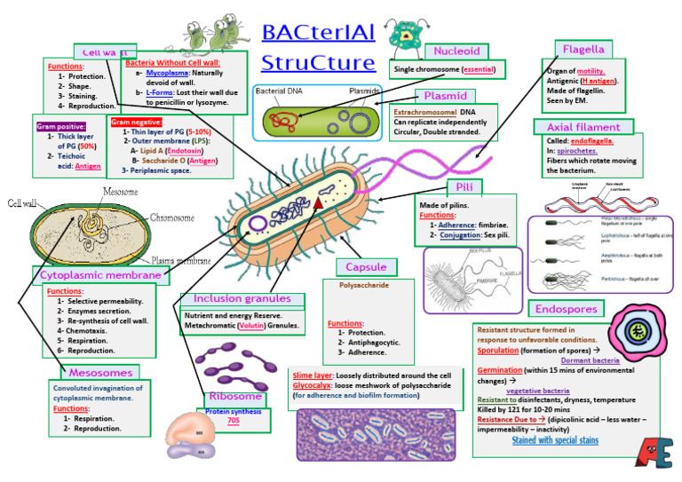 Bacterial Structure Mind Map | PDF | Bacteria | Microbiology