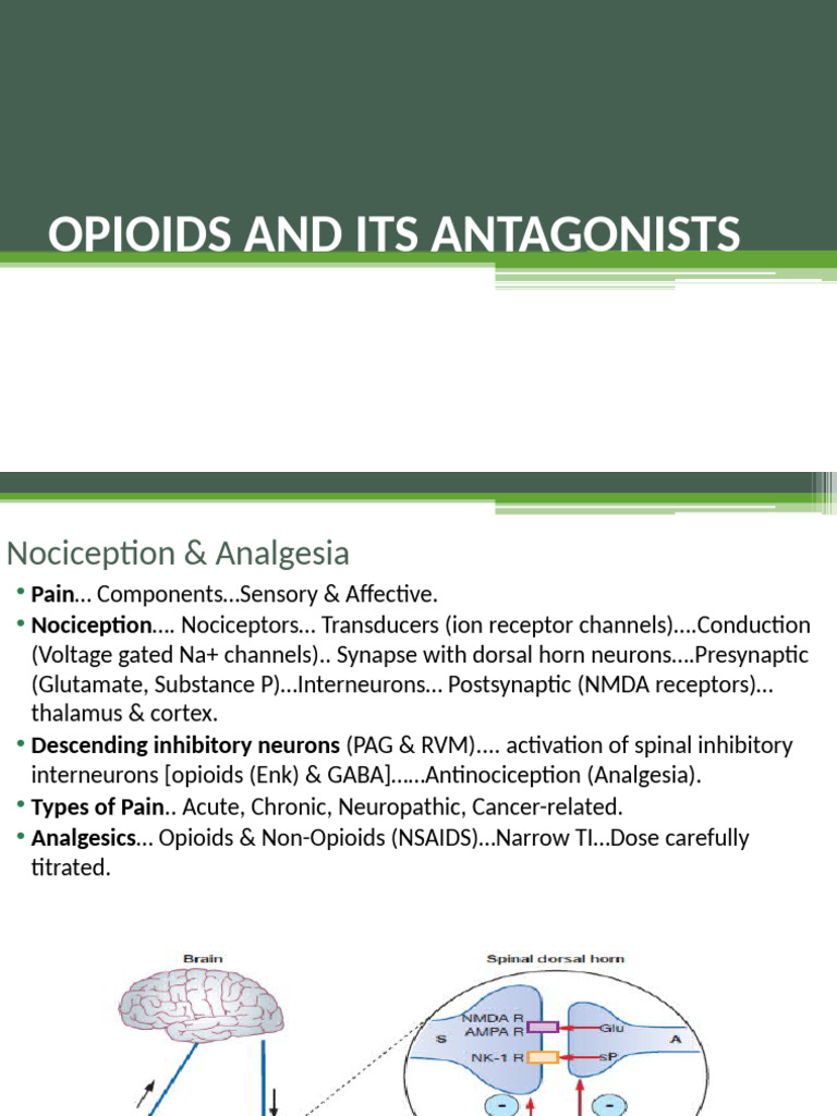 Opiods and Its Antagonists-2020 | PDF | Opioid | Morphine