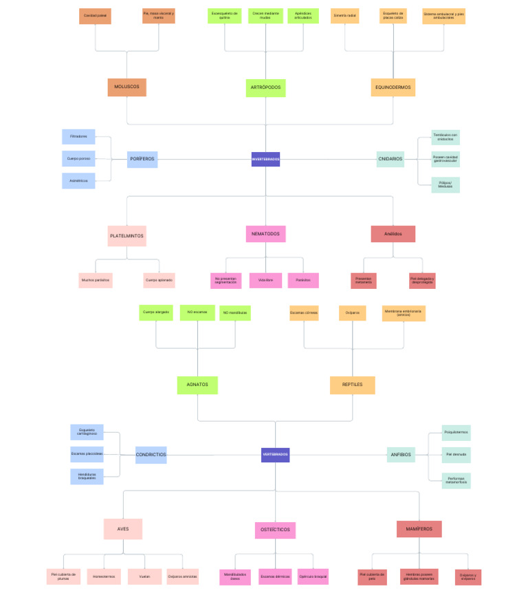 Mind Map In-Vertebrates | PDF | Piel | Esqueleto