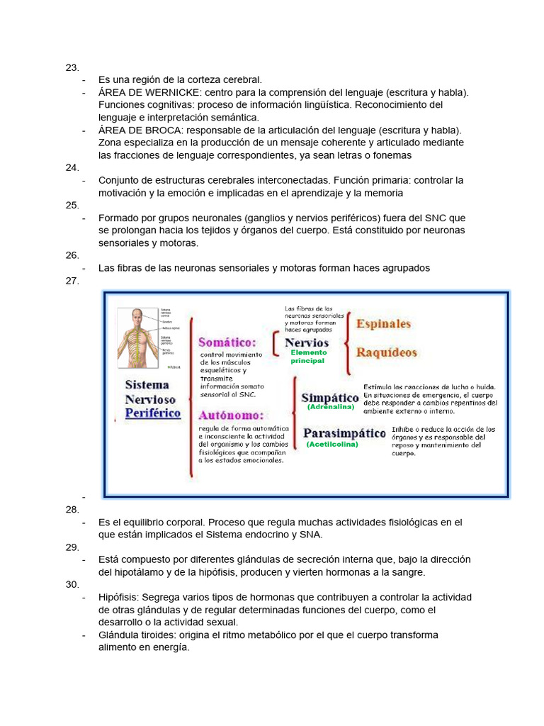 preguntas t3 psico | PDF | Cerebro | Hormona