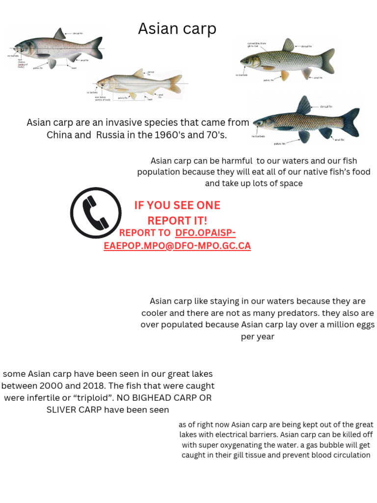 Asian Carp: Invasive Species Overview | PDF