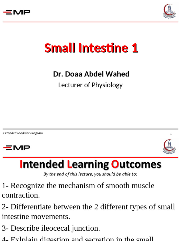 73 small intestine | PDF | Muscle Contraction | Small Intestine