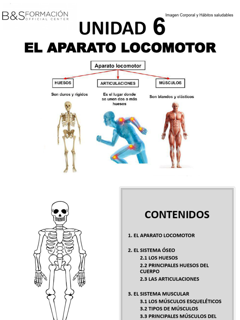 Sistema Locomotor: Huesos y Músculos | PDF | Articulación | Hueso