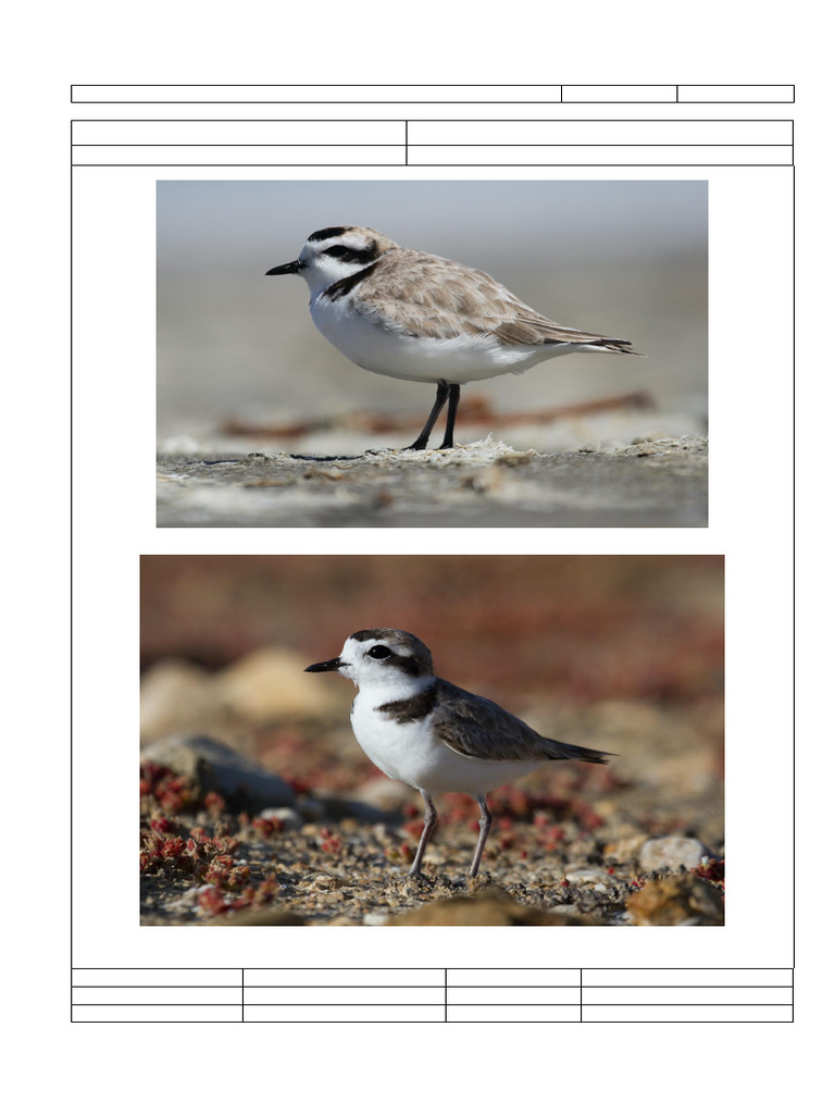 Charadrius - Nivosus - 15RCE - FINAL (Chorlo Nevado) | PDF | Zoología