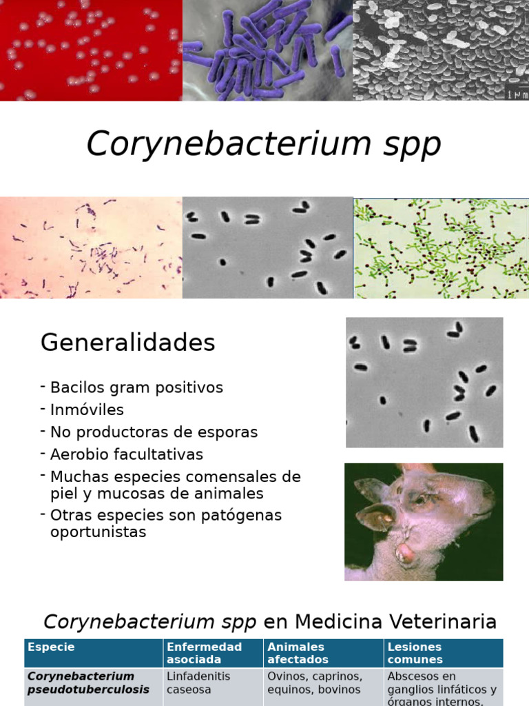 Enfermedades de Corynebacterium en Animales | PDF | Inflamación | Infección