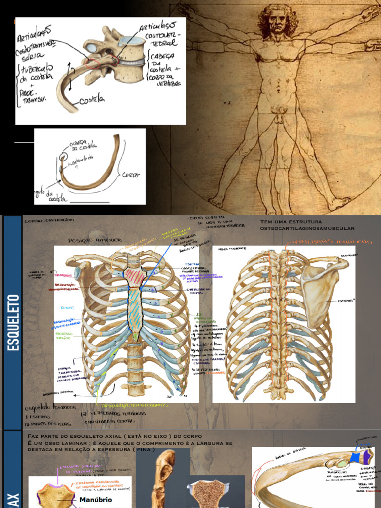 Aula+02+Anatomia+Do+t%c3%93rax+ +2023+b | PDF