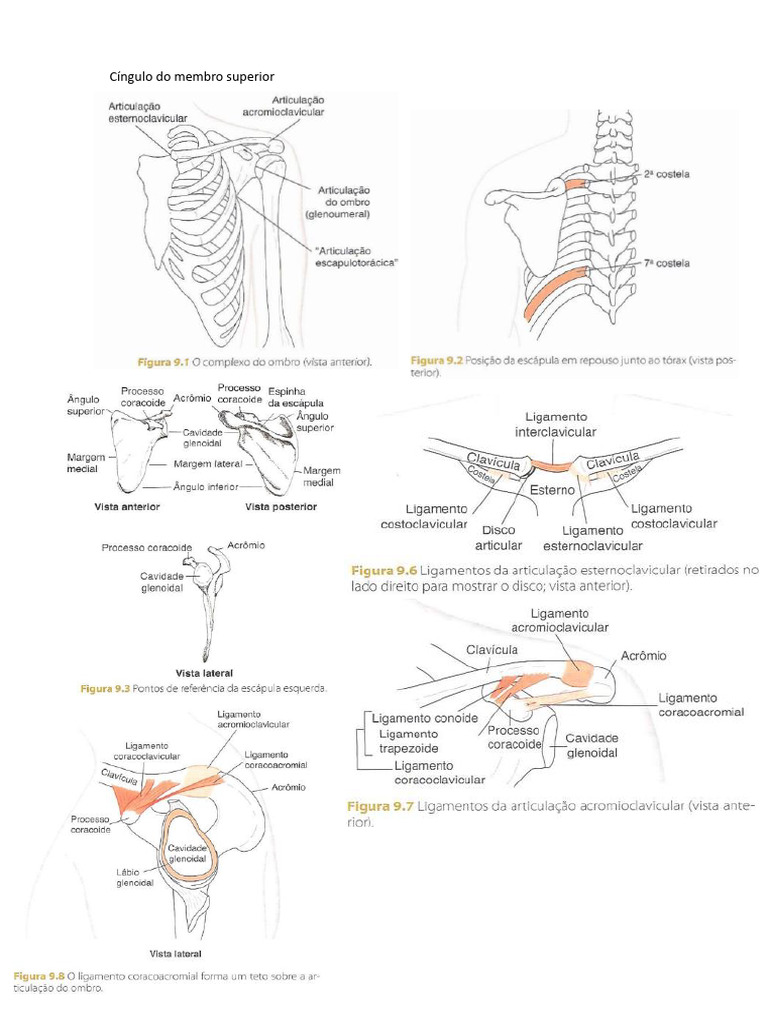 Cíngulo Do Membro Superior | PDF | Membros (anatomia) | Anatomia humana