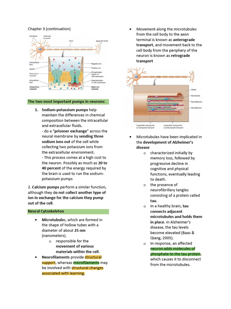 BIOPSYCH Chapter-3 | PDF | Chemical Synapse | Excitatory Postsynaptic ...