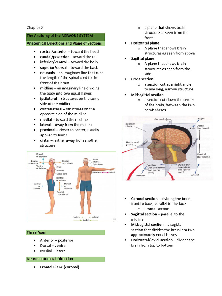 Nervous System Anatomy and Functions | PDF | Central Nervous System ...