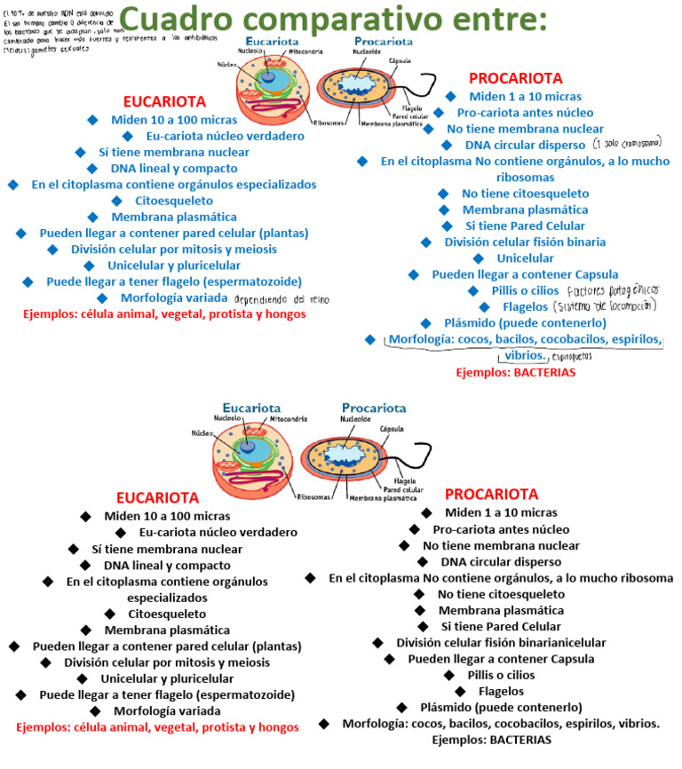 Cuadro Comparativo Entre EUCARIOTA Y PROCARIOTA | PDF | Biología Celular) | Eucariotas