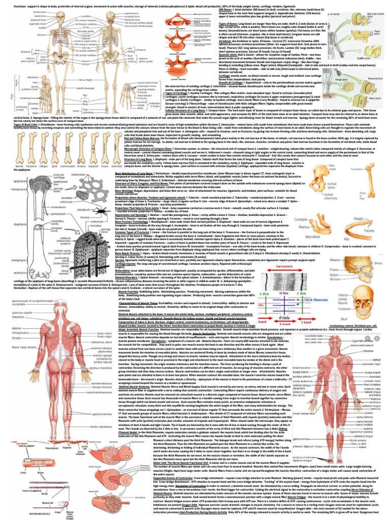 Anatomy and Physiology Cheat Sheet | PDF | Bone | Skin