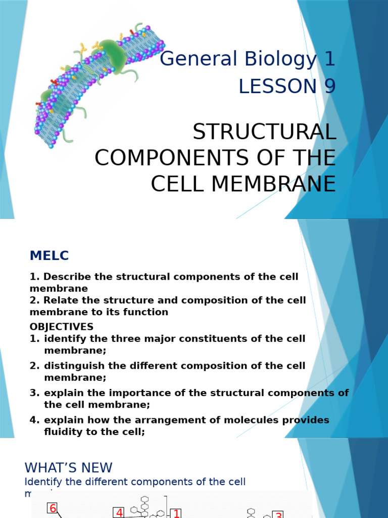 Cell Membrane Structure and Function | PDF | Cell Membrane | Lipid Bilayer
