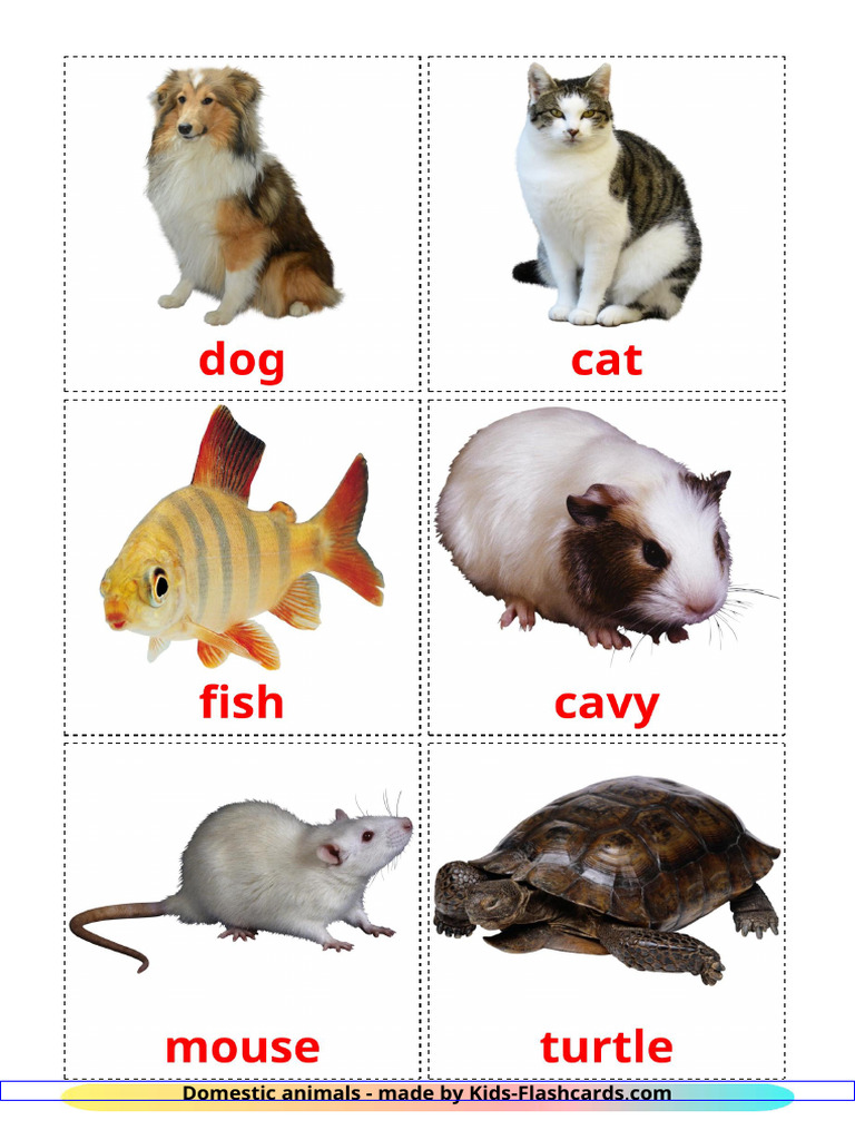 Flash Card-Domestic Animals | PDF