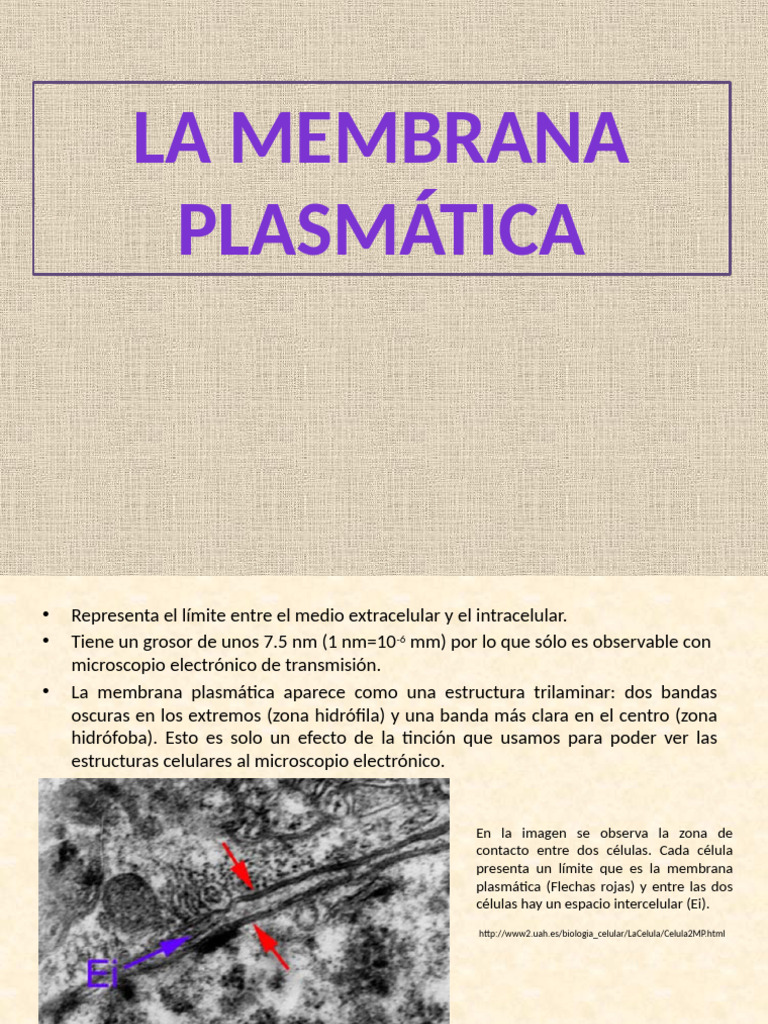 Estructura y Funciones de la Membrana Plasmática | PDF | Membrana ...