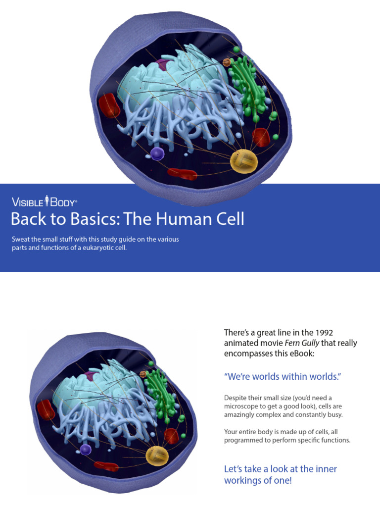 VisibleBody Human Cell | PDF | Endoplasmic Reticulum | Cell (Biology)