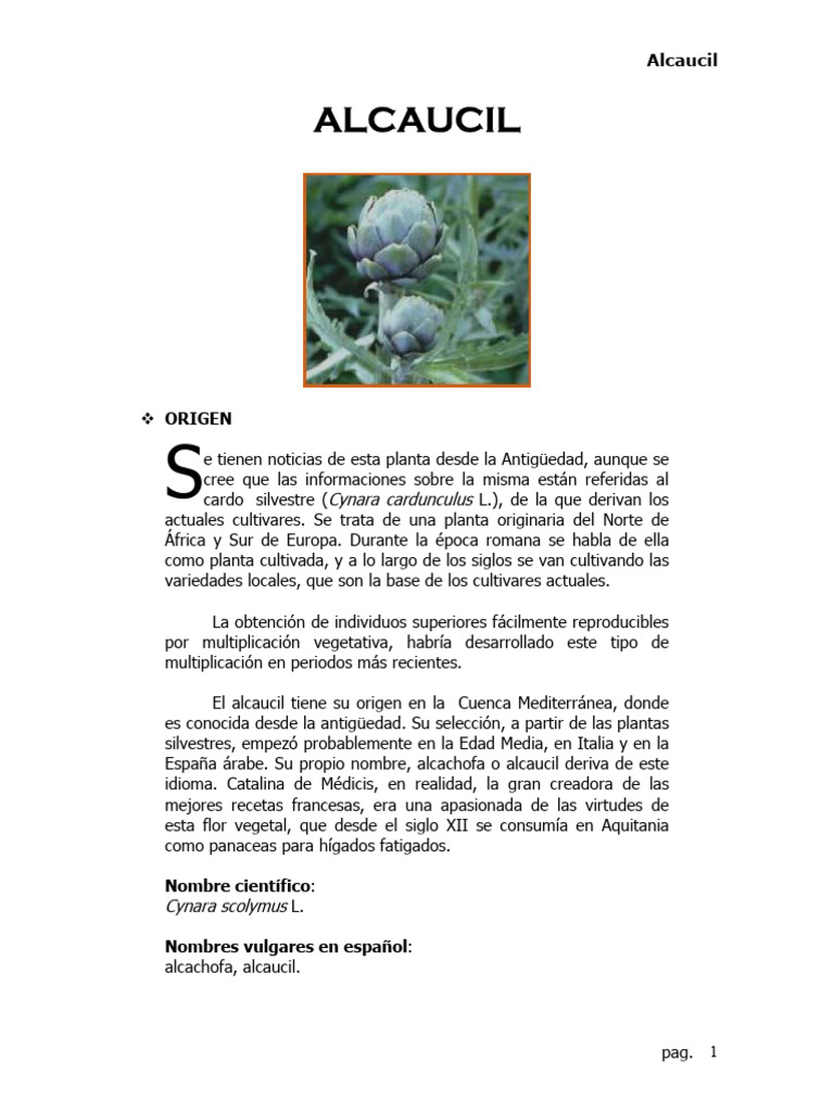 Alcaucil: Cultivo, Variedades y Origen | PDF | Alcachofa