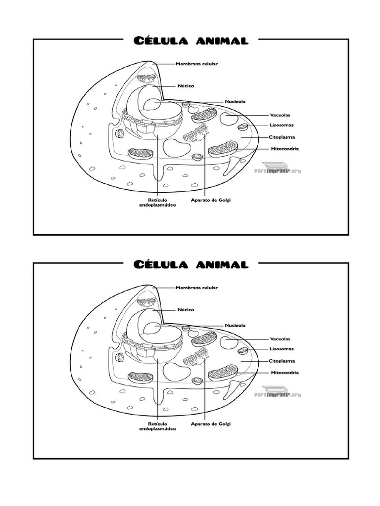 CELULA (1) | PDF