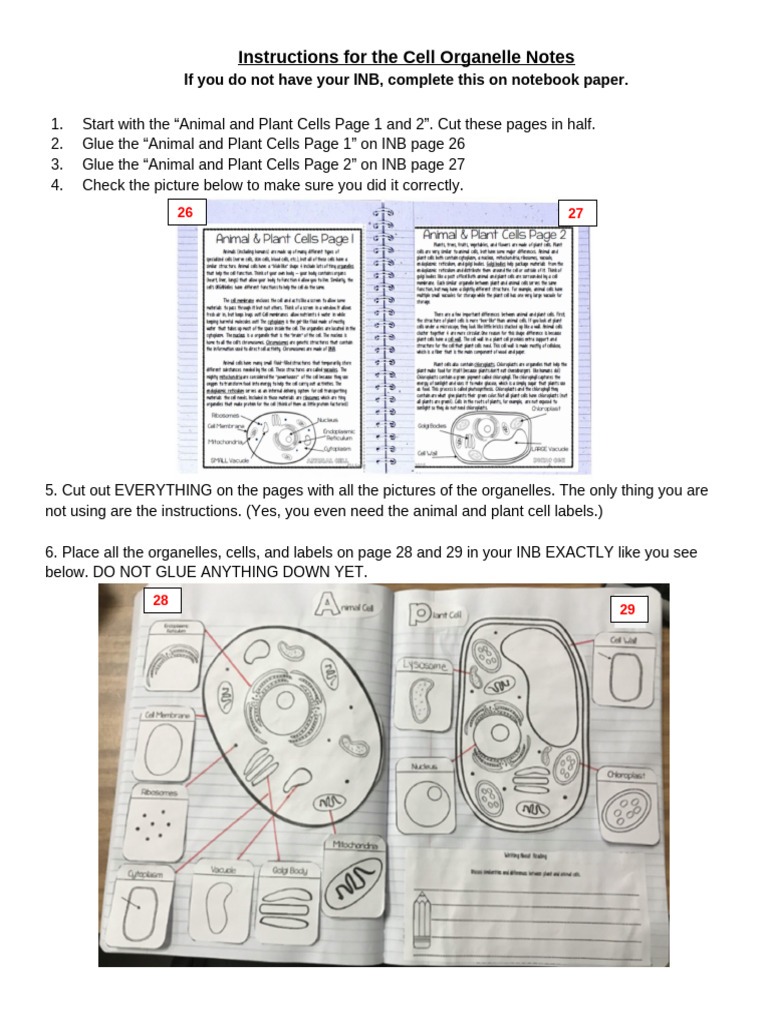 Instructions for the Cell Organelle Notes (1) | PDF | Cell (Biology ...