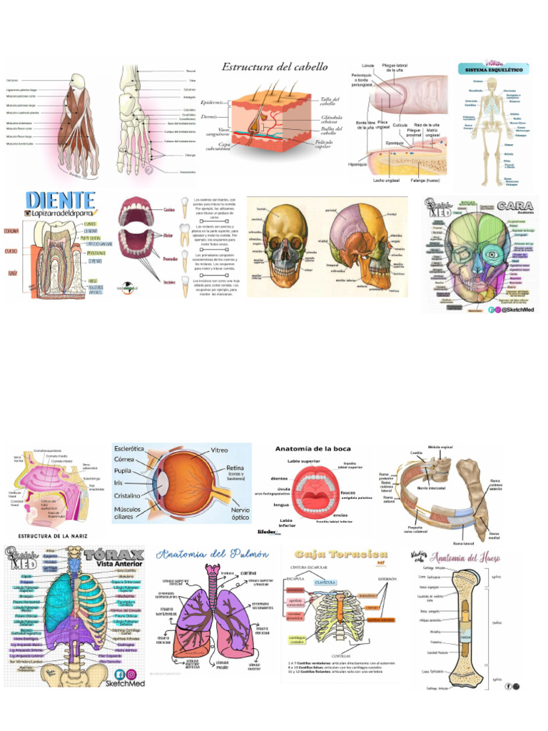 Doc1-Imagenes de Anatomia | PDF