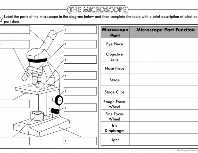 Microscope Labeling | PDF