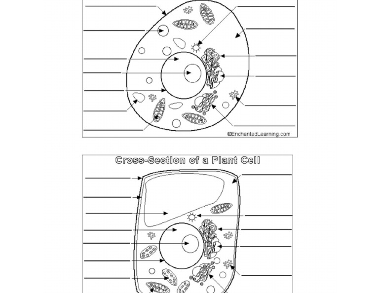 Cross Section Cells | PDF