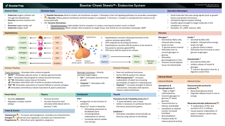 Booster Cheat Sheets - 22) Endocrine System | PDF | Endocrine System ...