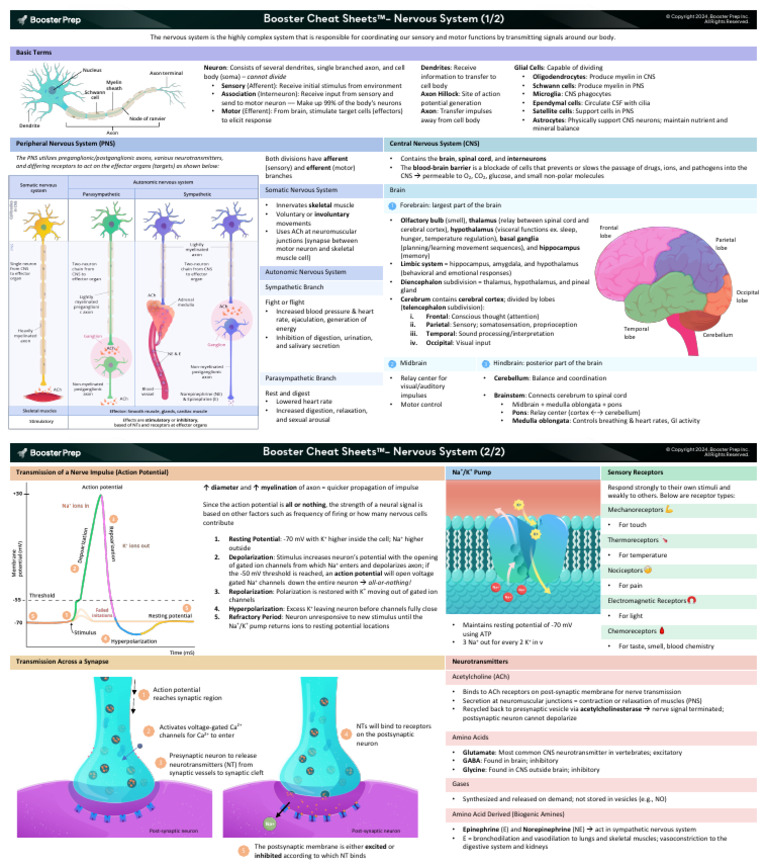 Booster Cheat Sheets - 17) Nervous System | PDF | Action Potential ...