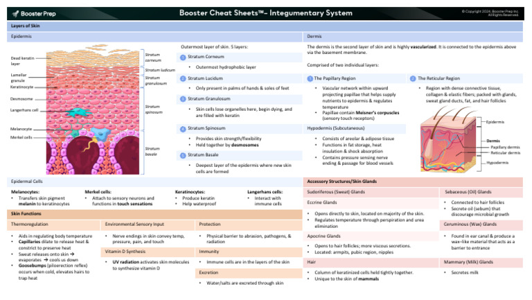 Anatomy of Skin Layers Explained | PDF | Integumentary System | Skin