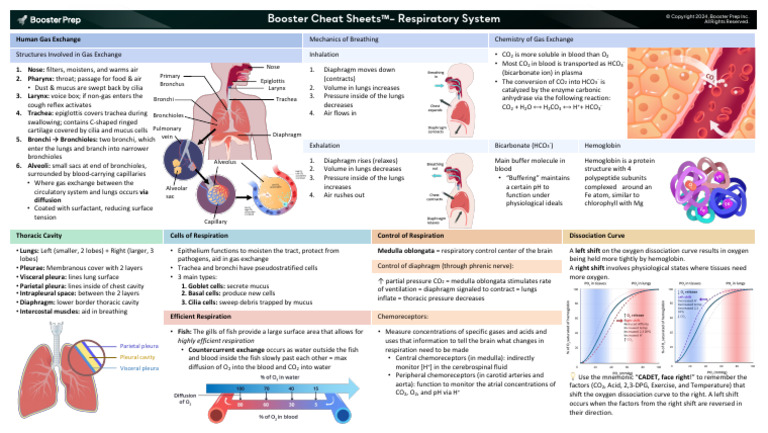 Respiratory System Cheat Sheet | PDF | Respiratory System | Lung