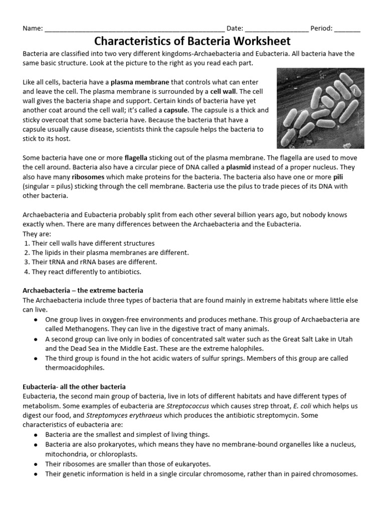 Bacteria Basics for Students | PDF | Bacteria | Cell (Biology)