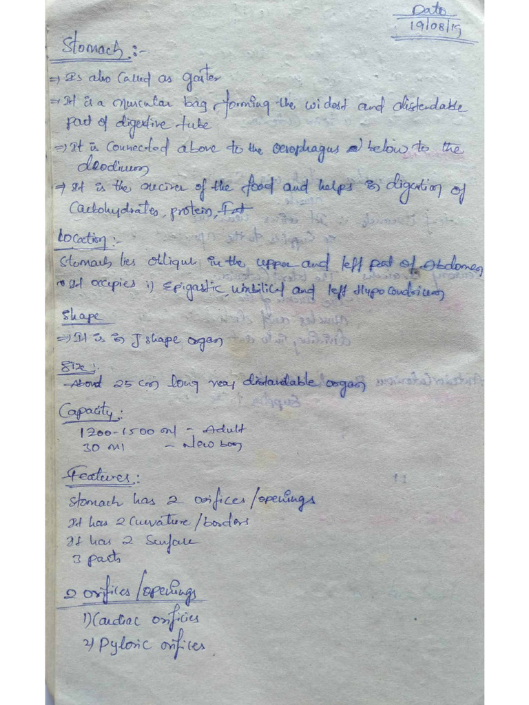 Stomach Notes | PDF