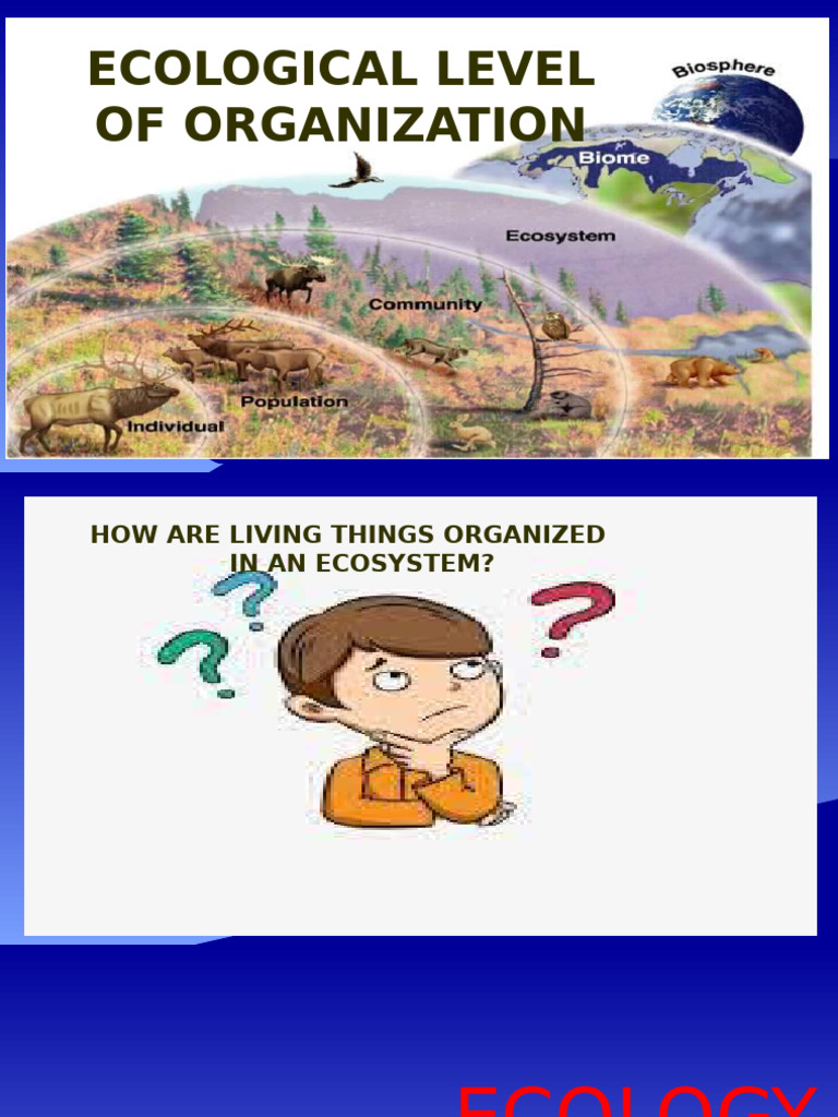 Levels of Organization in Ecosystems | PDF