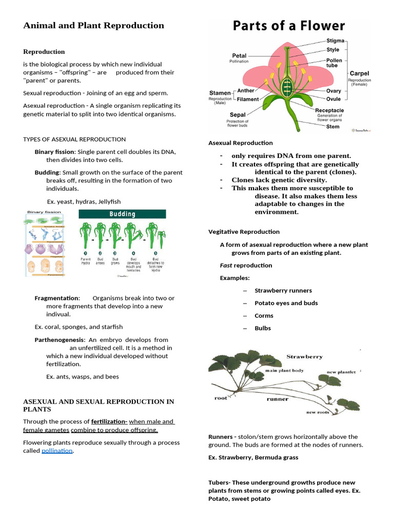 Animal and Plant Reproduction | PDF | Reproduction | Sexual Reproduction