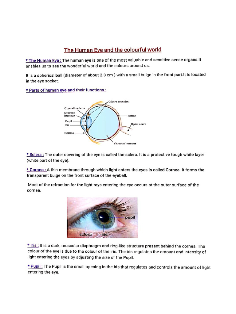 The human eye-1 | PDF