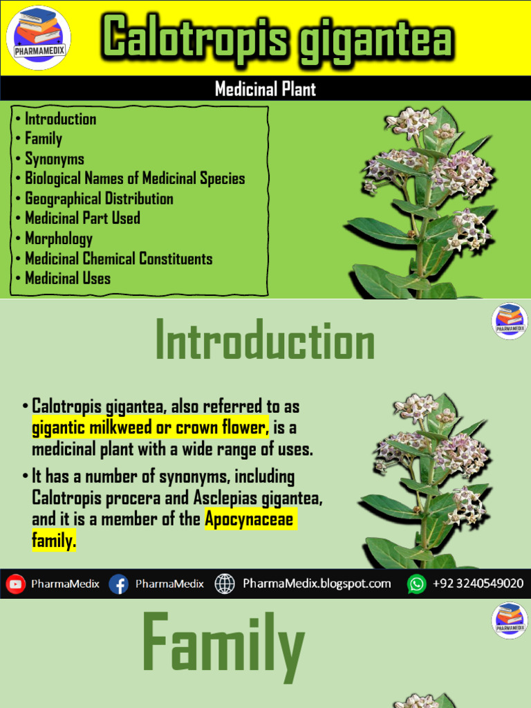Medicinal Uses of Calotropis gigantea | PDF | Botany