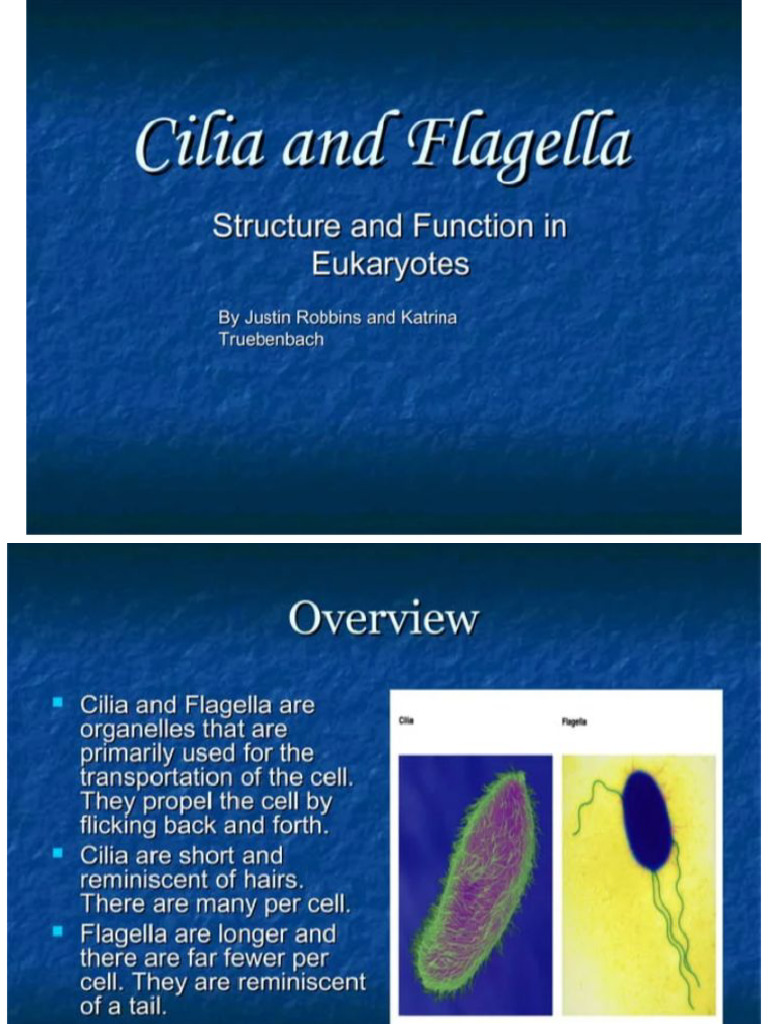 ZOOLOGY, 9, Modification of Flagella and Cilia | PDF