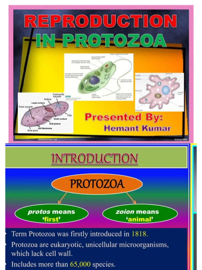 ZOOLOGY5,6, Reproduction in Protozoa5,6 Lecture | PDF