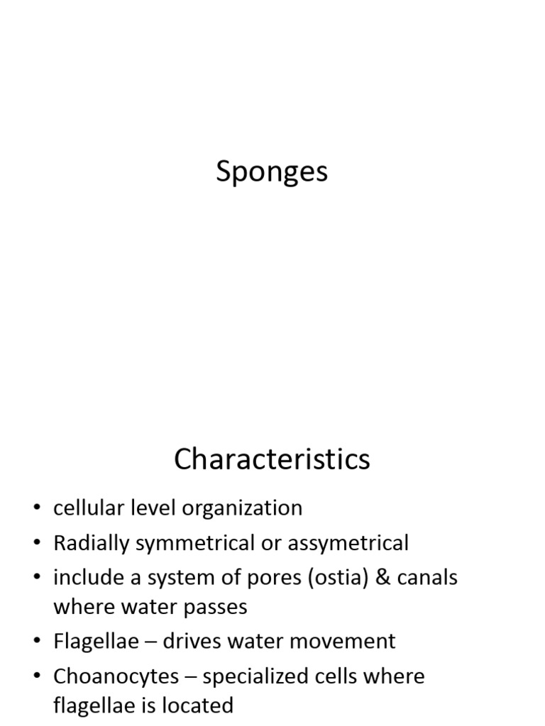 Sponges | PDF