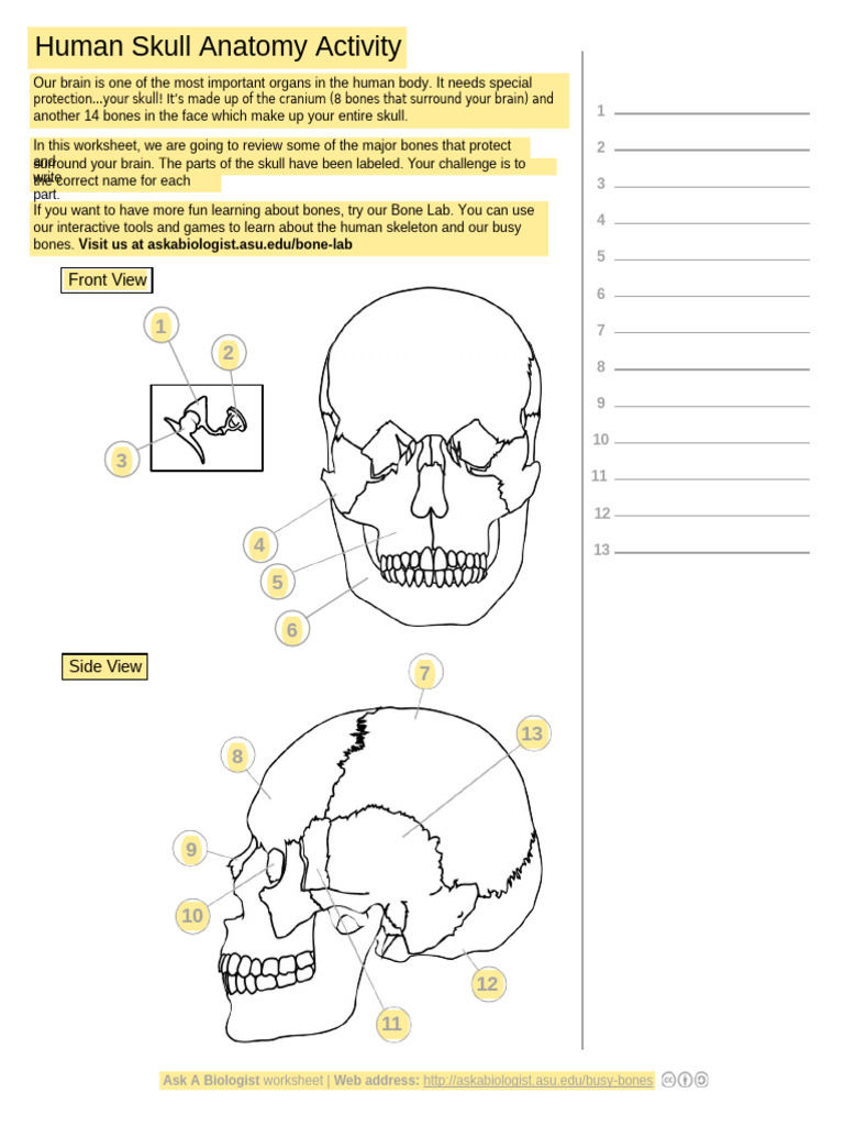 Human Skull Anatomy Worksheet | PDF