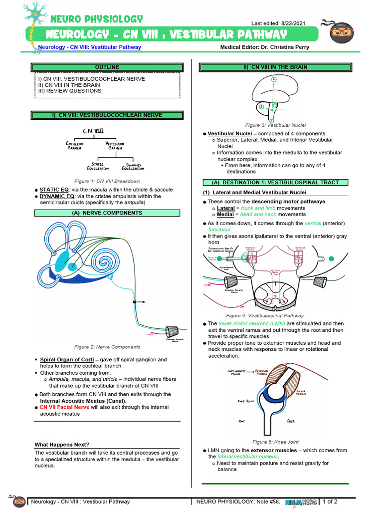 Vestibulocochlear Nerve Cranial Nerve VIII - Vestibular Pathway Atf | PDF | Cerebellum ...