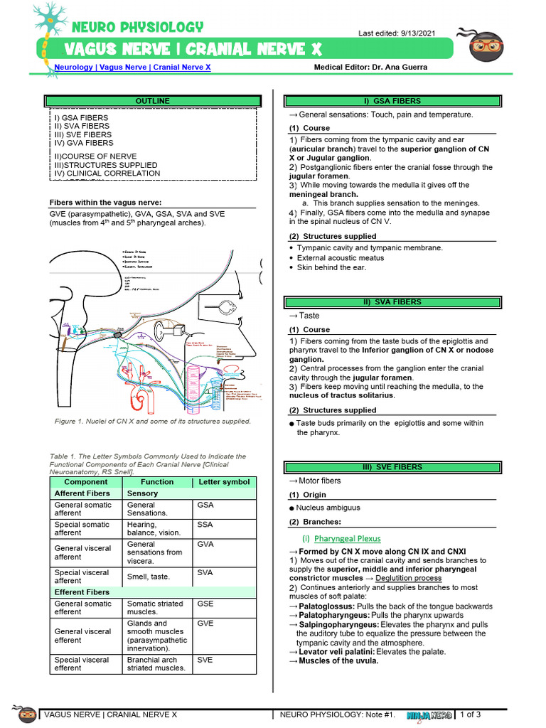 Vagus Nerve Overview and Functions | PDF | Larynx | Esophagus