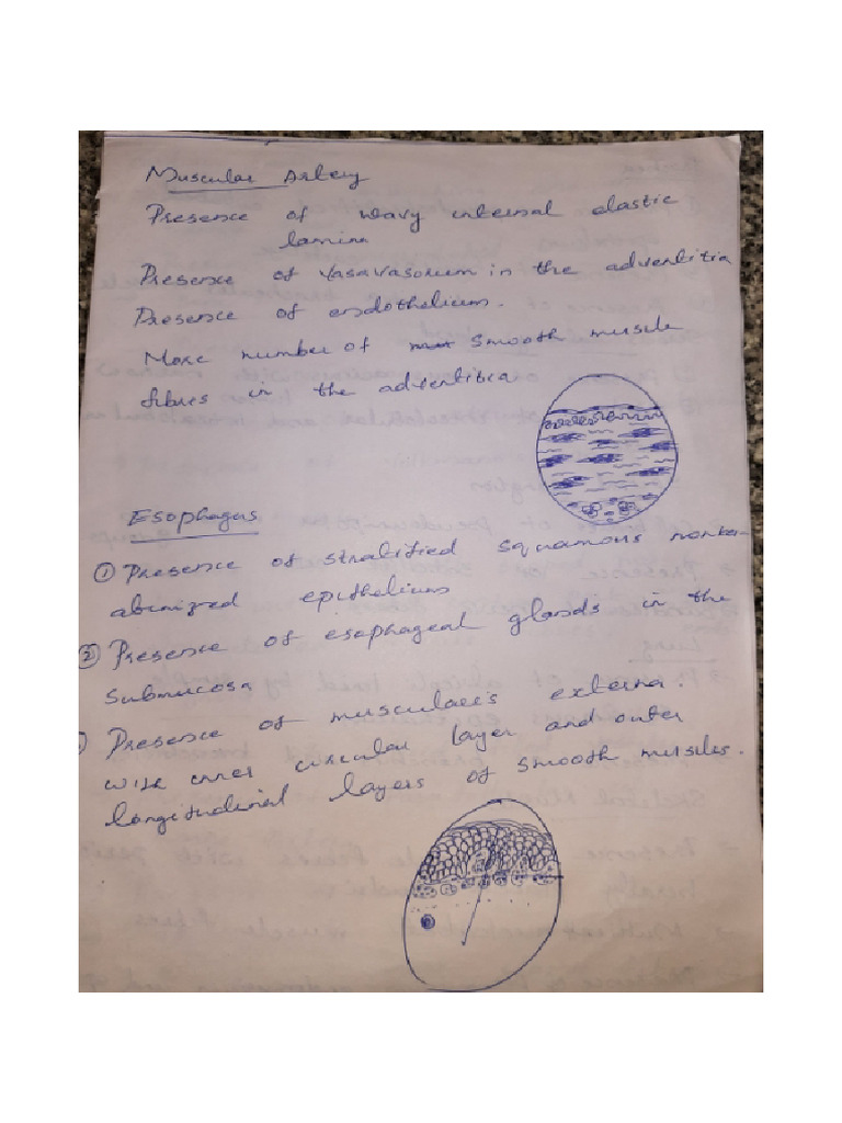 Histo Anatomy Practical | PDF